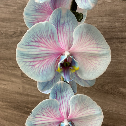 All products – Page 2 – Forever Blooming